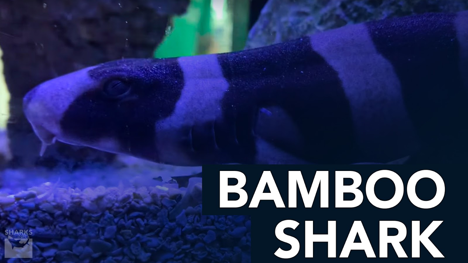 The 10 Least Dangerous Sharks – sharksinfo.com