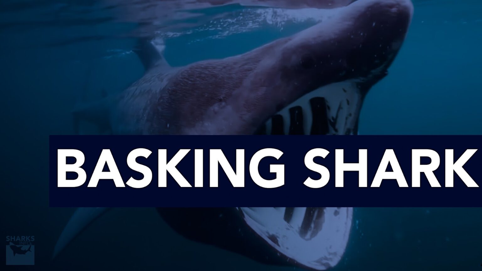 The 10 Least Dangerous Sharks – sharksinfo.com