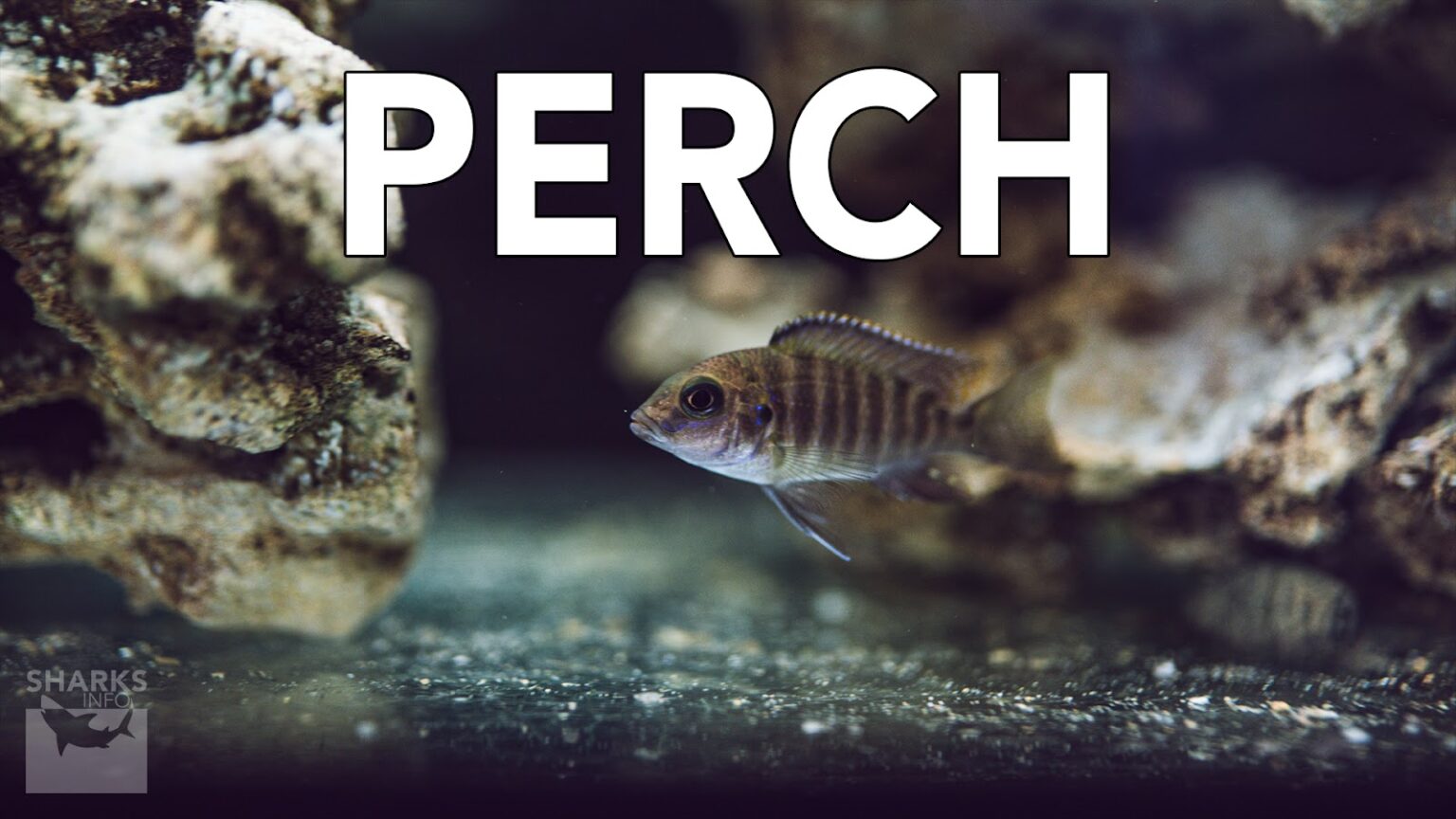 9 Best Tasting Freshwater Fish To Eat – sharksinfo.com