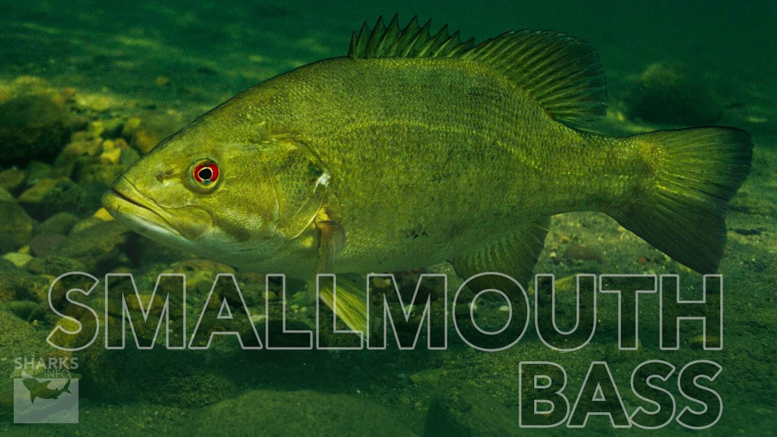 9 Best Tasting Freshwater Fish To Eat – sharksinfo.com