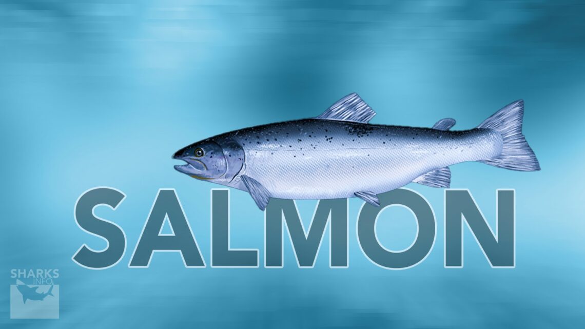 9 Best Tasting Freshwater Fish To Eat - sharksinfo.com