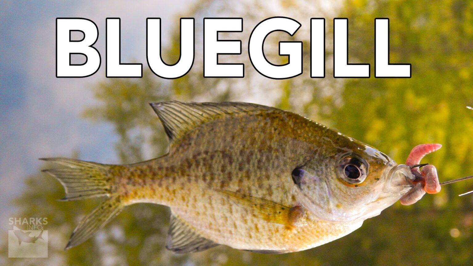 9 Best Tasting Freshwater Fish To Eat – sharksinfo.com