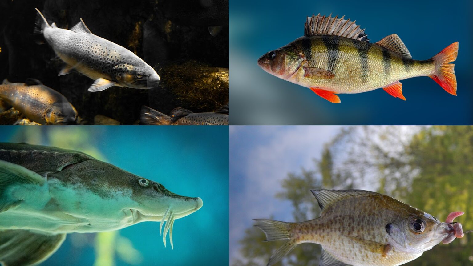 Are There Sharks in the Great Lakes? – sharksinfo.com