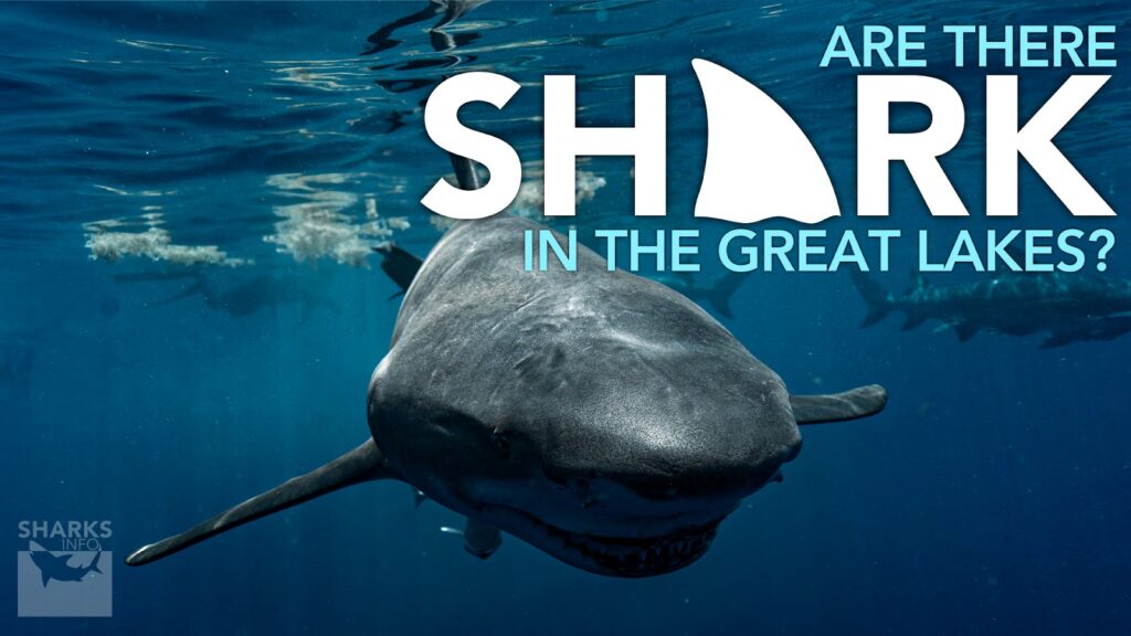 Are There Sharks in the Great Lakes? – sharksinfo.com