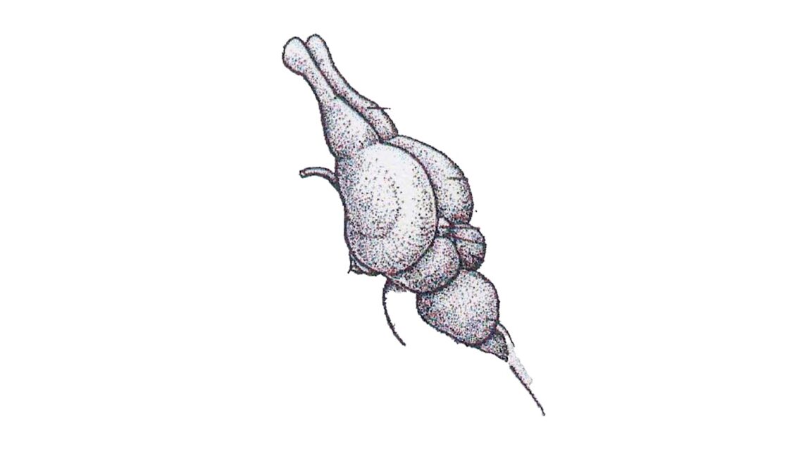 Are Turtles Smart? Do Turtles Have Brains? – sharksinfo.com