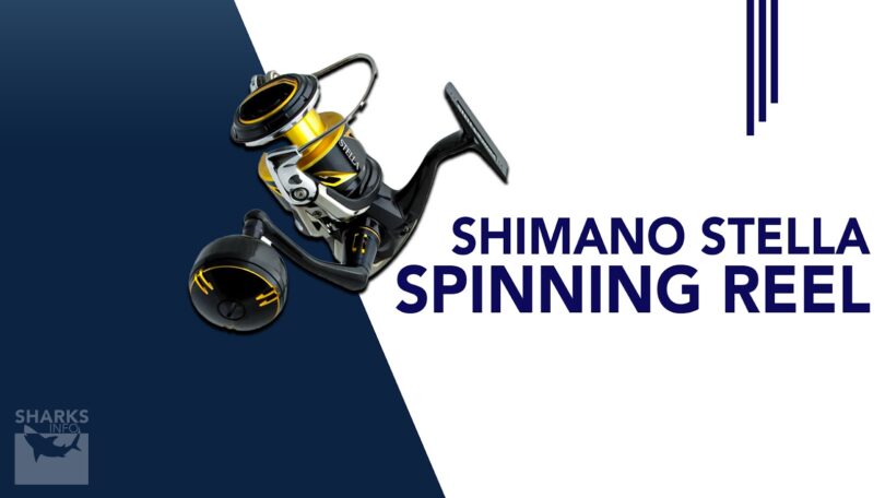 7 Best Ultralight Spinning Reels (Shimano 500, 1000, 2500) – sharksinfo.com