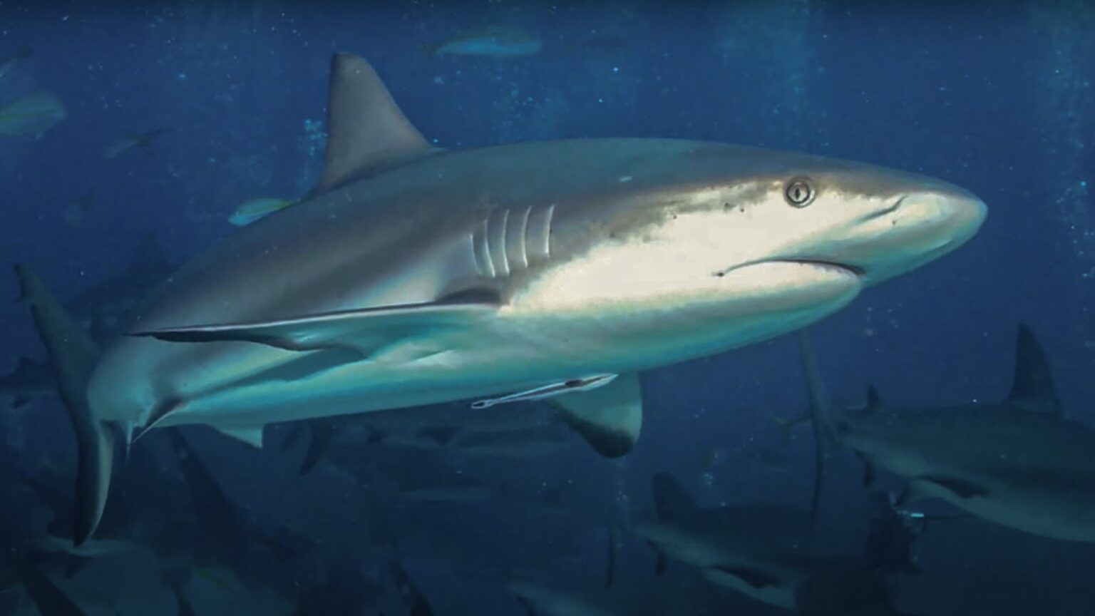 Caribbean Reef Shark Facts – sharksinfo.com