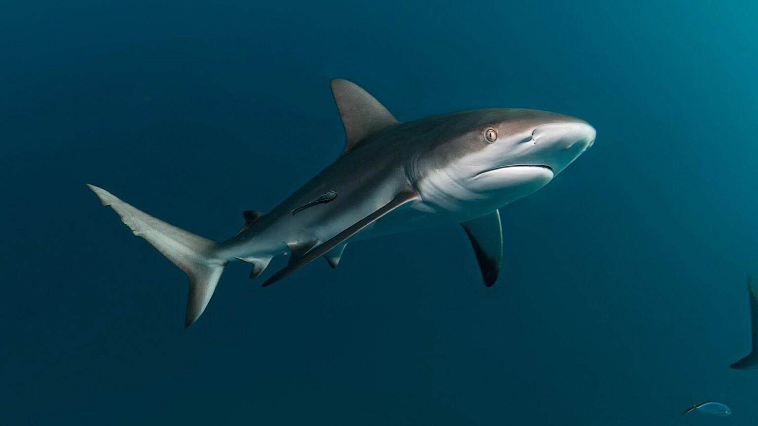 Caribbean Reef Shark Facts – sharksinfo.com