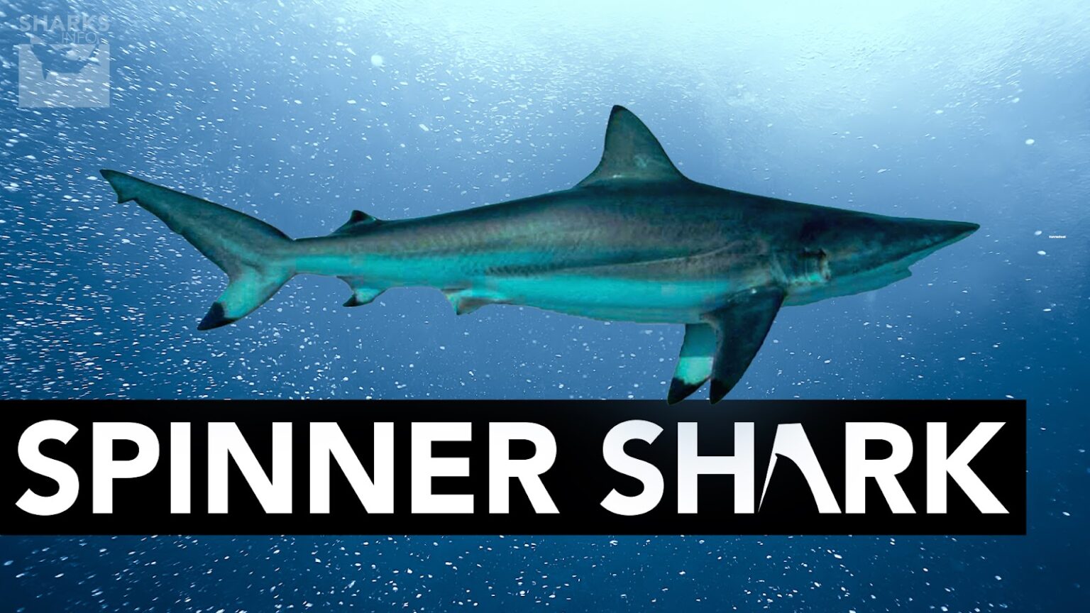 Spinner Shark – Facts & Information – sharksinfo.com