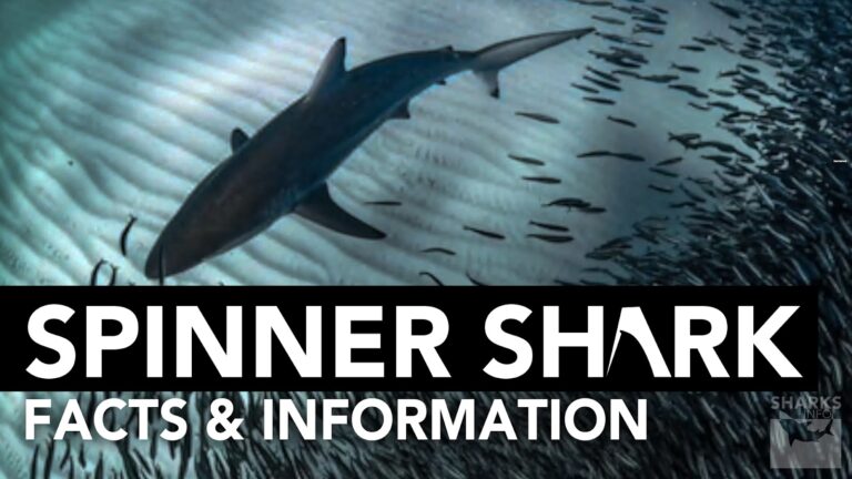 Spinner Shark – Facts & Information – sharksinfo.com