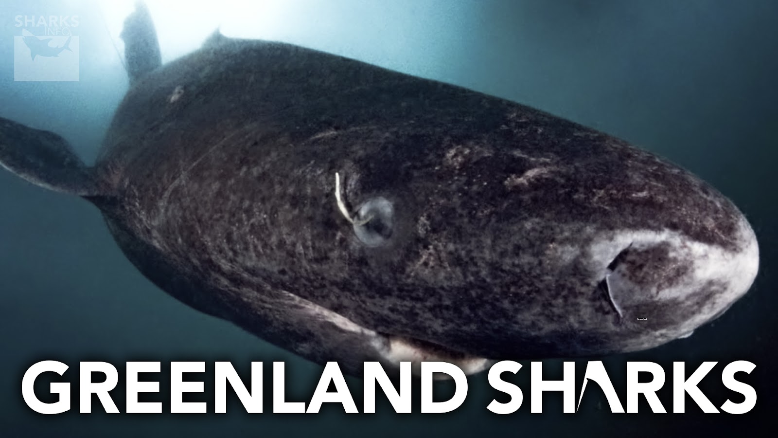 How Old is the Oldest Shark? – sharksinfo.com