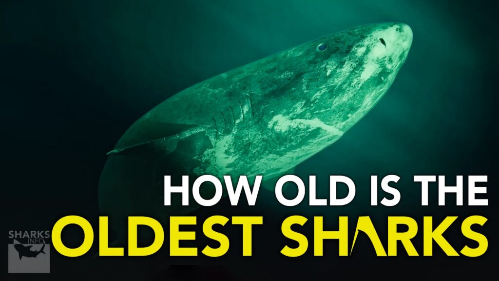 How Old is the Oldest Shark? – sharksinfo.com