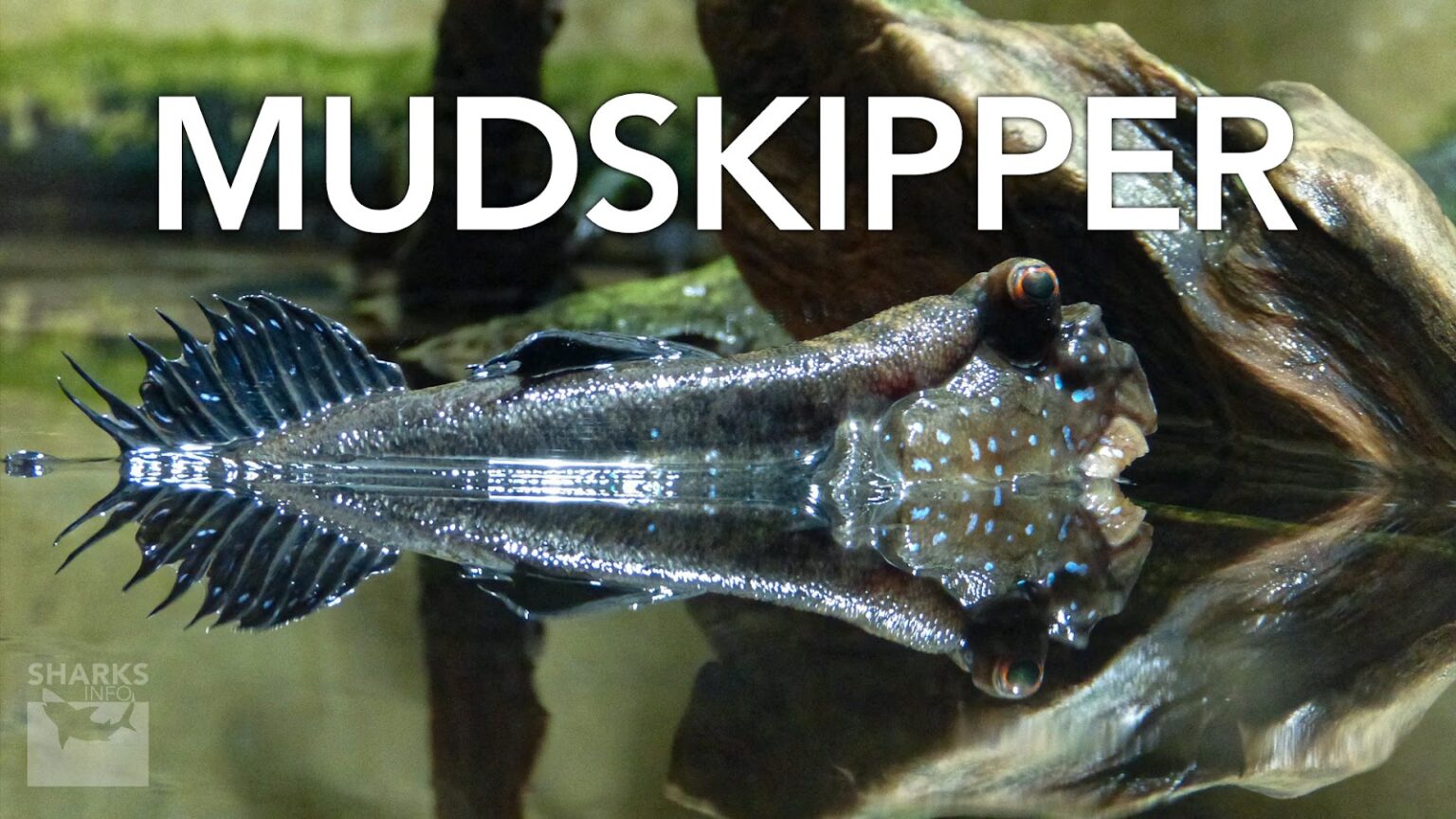 Which Species of Fish Have Legs? – sharksinfo.com