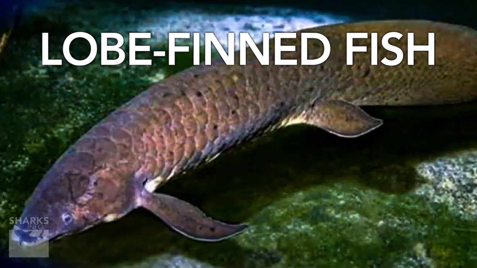 Which Species of Fish Have Legs? – sharksinfo.com