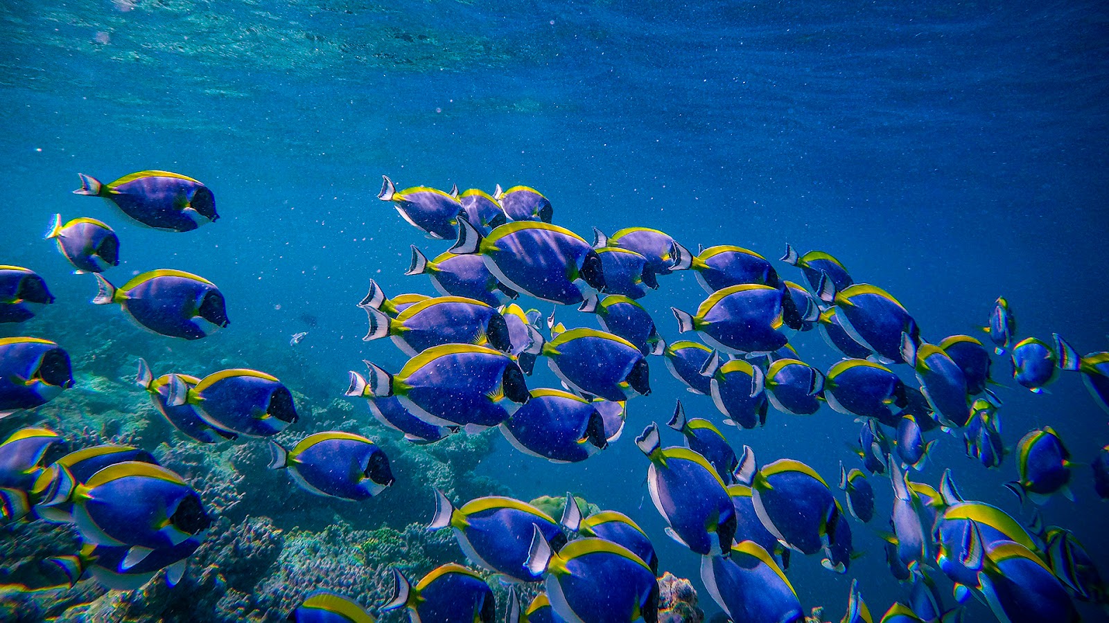 What is a Group of Fish Called? – sharksinfo.com