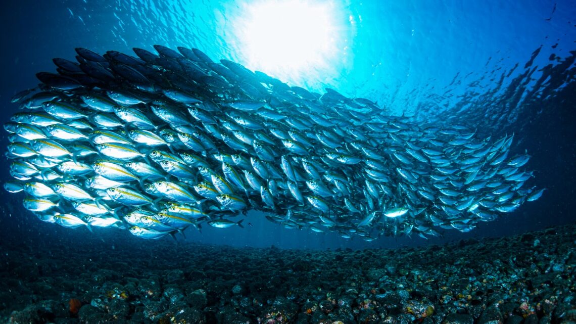 What is a Group of Fish Called? – sharksinfo.com