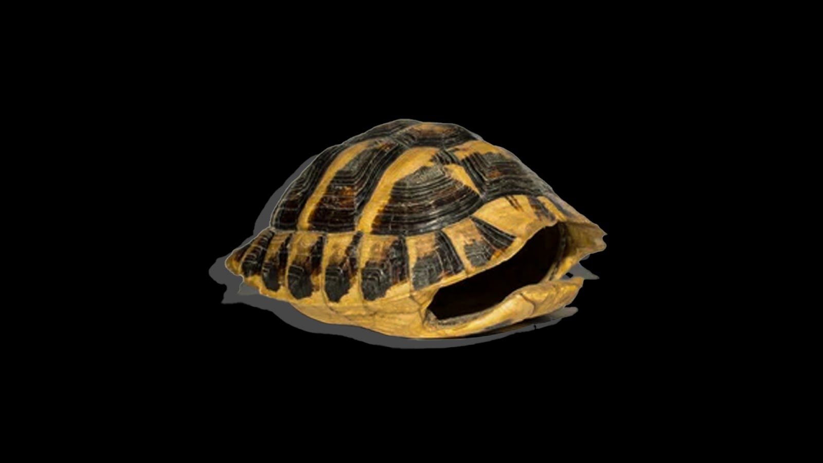 How to Preserve a Turtle Shell? – sharksinfo.com