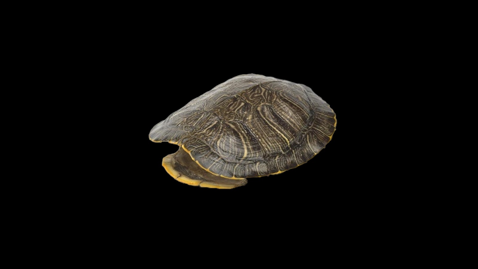 How to Preserve a Turtle Shell? – sharksinfo.com