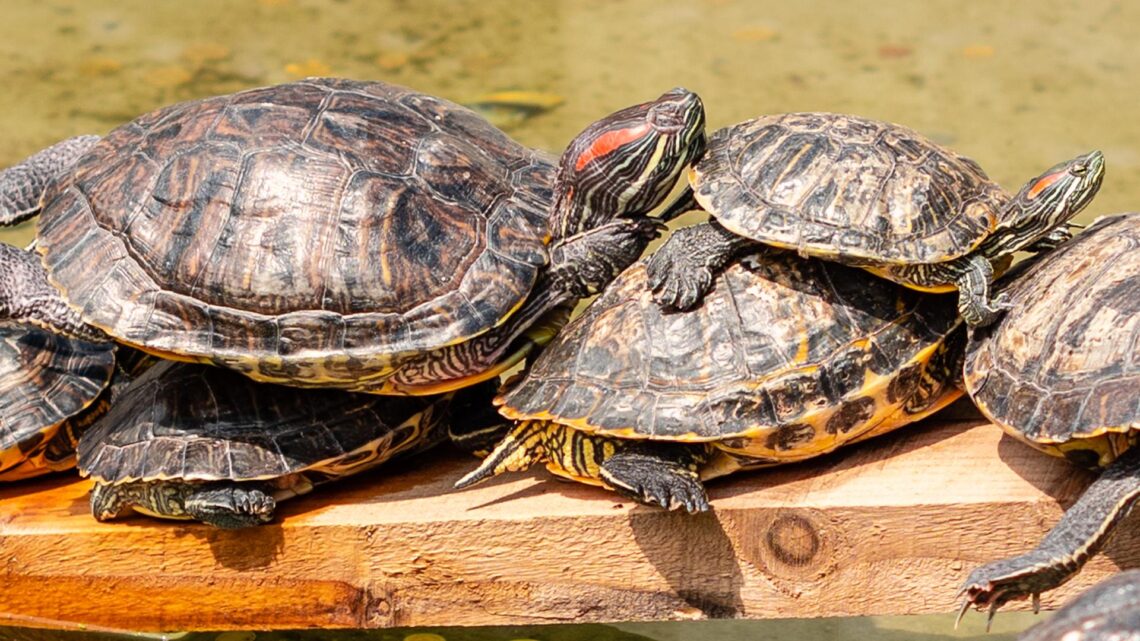 Why In The World Do Turtles Pile On Top Of Each Other? – sharksinfo.com