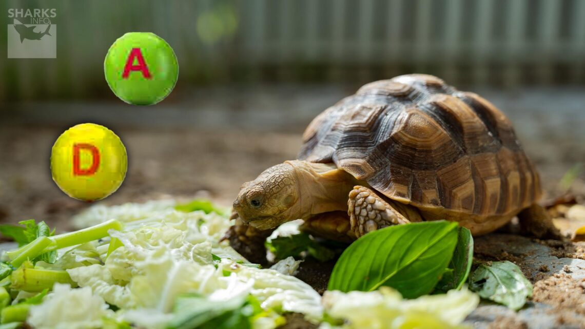 What Vitamins Do Turtles Really Need? – sharksinfo.com