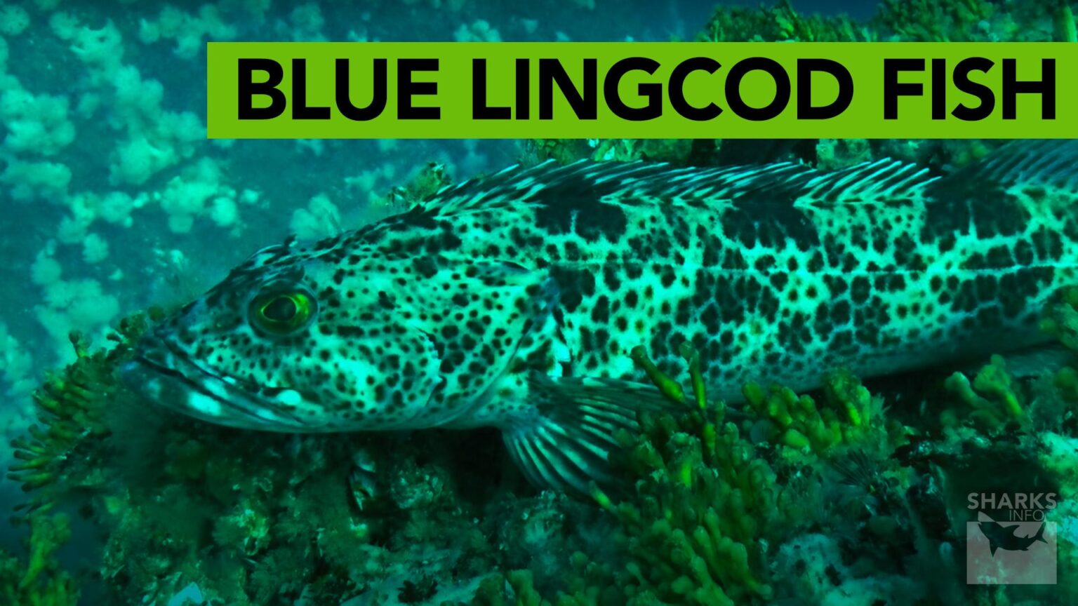 What Makes The Meat Of A Lingcod Fish Blue In Color? – sharksinfo.com