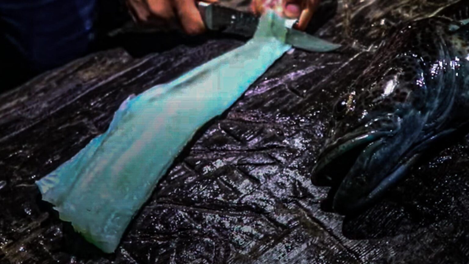 What Makes The Meat Of A Lingcod Fish Blue In Color? – sharksinfo.com