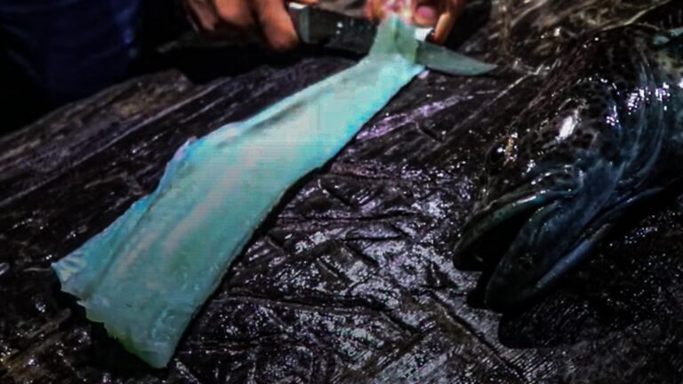 What Makes The Meat Of A Lingcod Fish Blue In Color? – sharksinfo.com