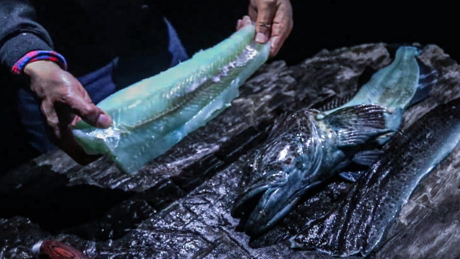 What Makes The Meat Of A Lingcod Fish Blue In Color? – sharksinfo.com