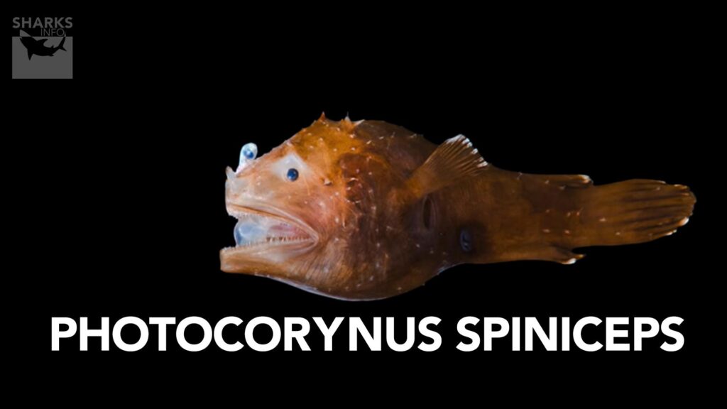 What Is The Name Of The Smallest Fish In The World? – sharksinfo.com