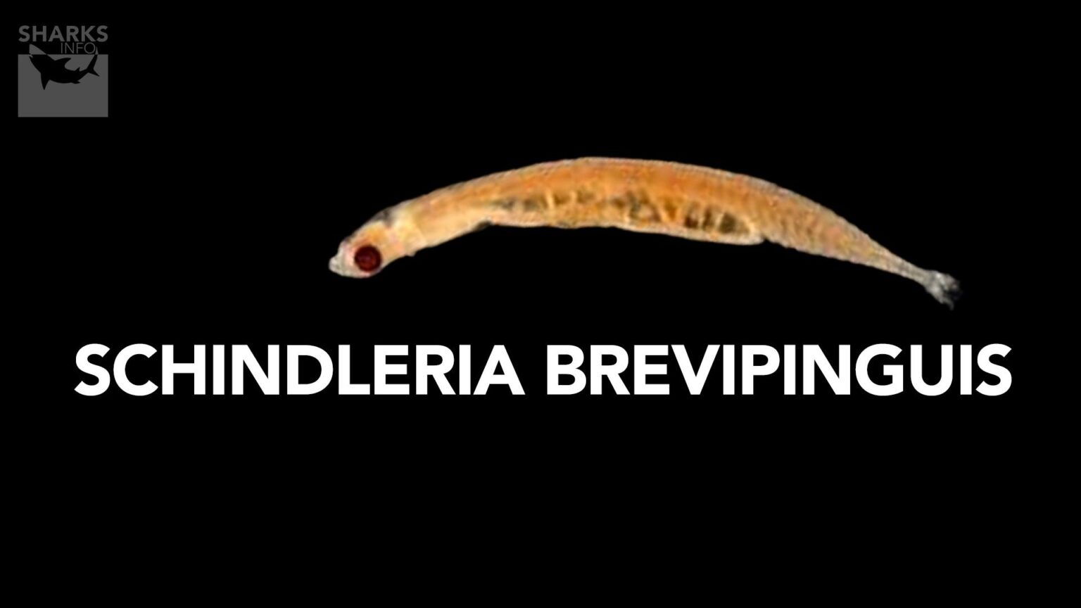 What Is The Name Of The Smallest Fish In The World? – sharksinfo.com