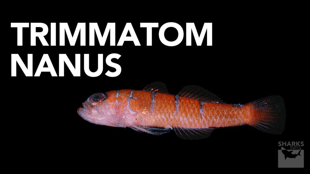 What Is The Name Of The Smallest Fish In The World? - sharksinfo.com
