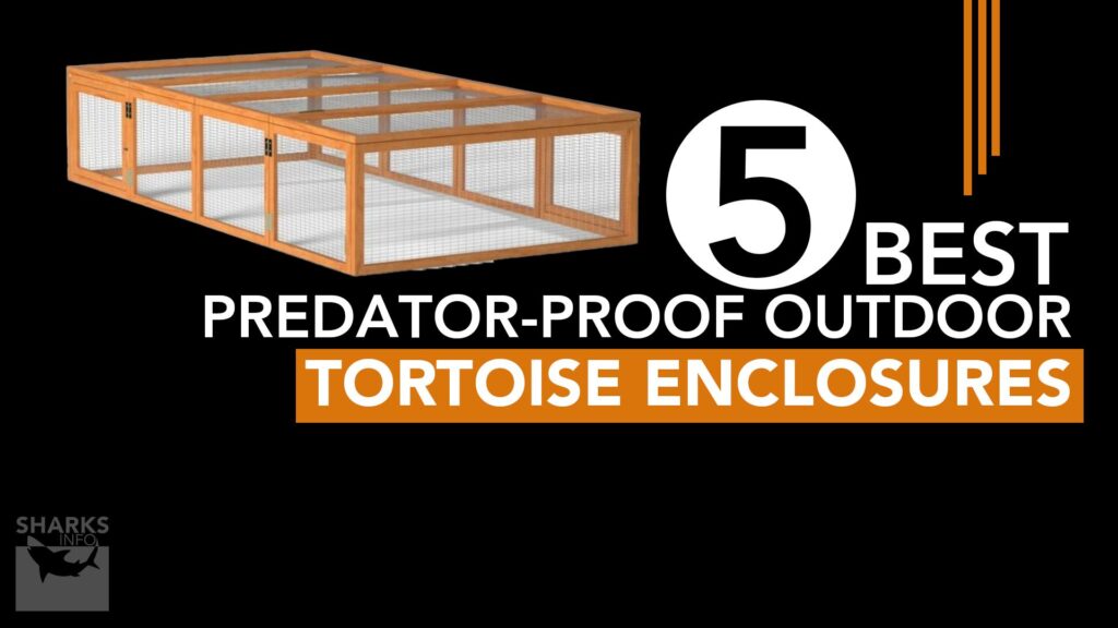 5 Best Predator-Proof Outdoor Tortoise Enclosures – sharksinfo.com
