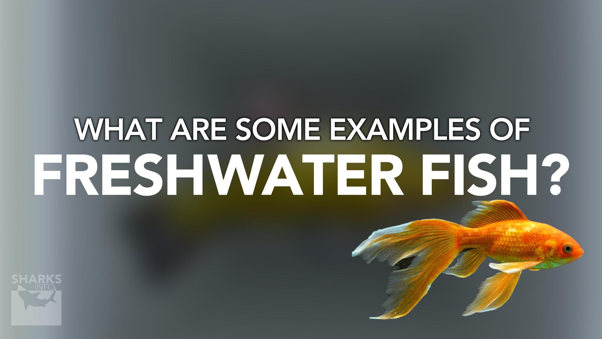 What Are Some Examples Of Freshwater Fish? – sharksinfo.com