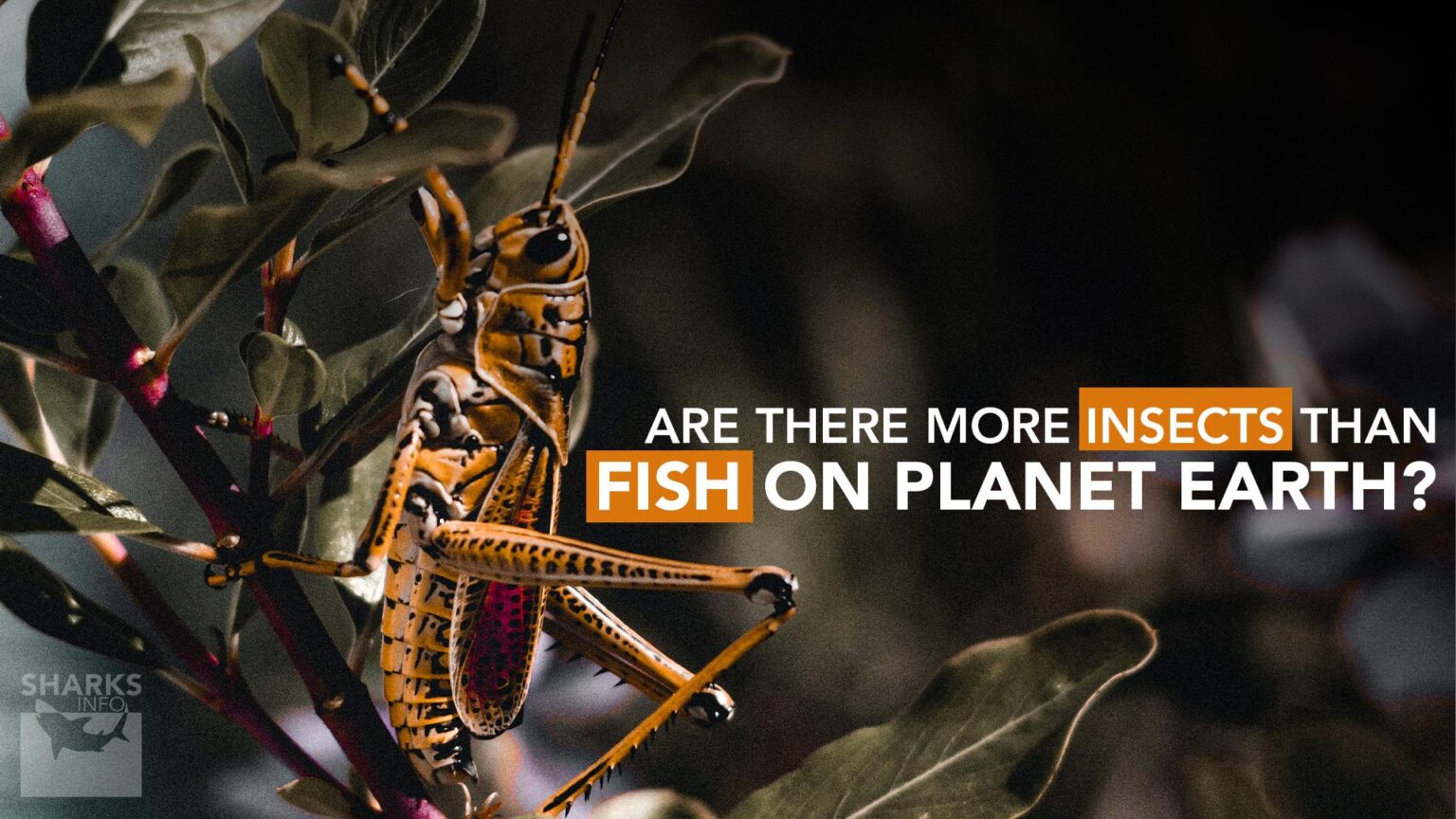 Are There More Insects Than Fish, Or Are There More Fish Than Insects ...
