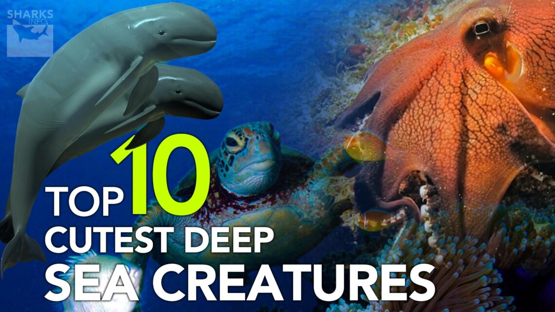 Top 10 Cutest Deep Sea Creatures – sharksinfo.com