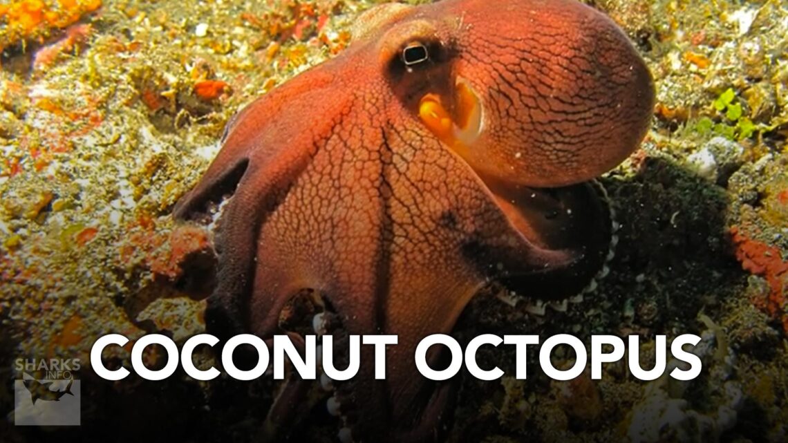 Top 10 Cutest Deep Sea Creatures – sharksinfo.com