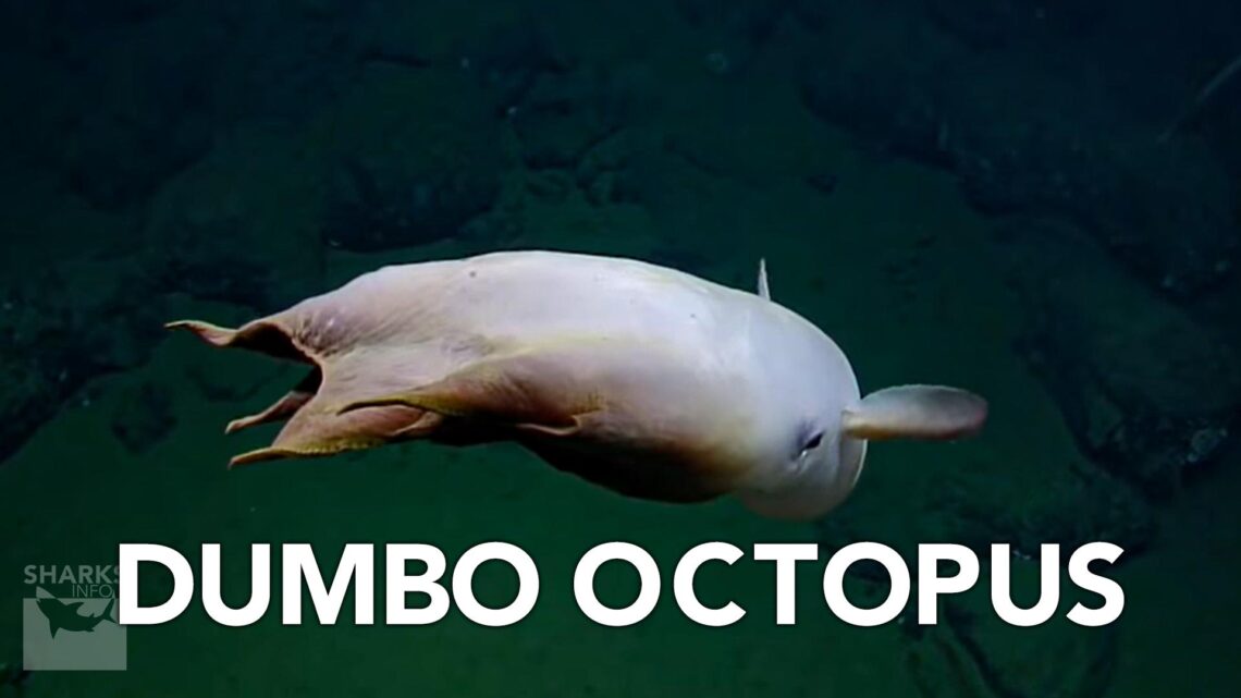 Top 10 Cutest Deep Sea Creatures – sharksinfo.com