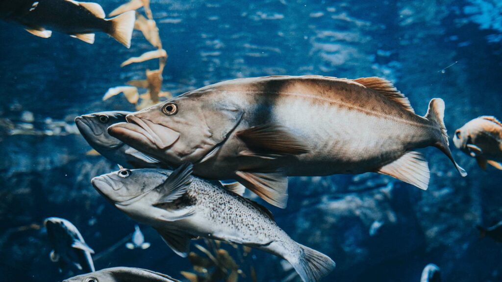 Is A Fish An Animal? – sharksinfo.com