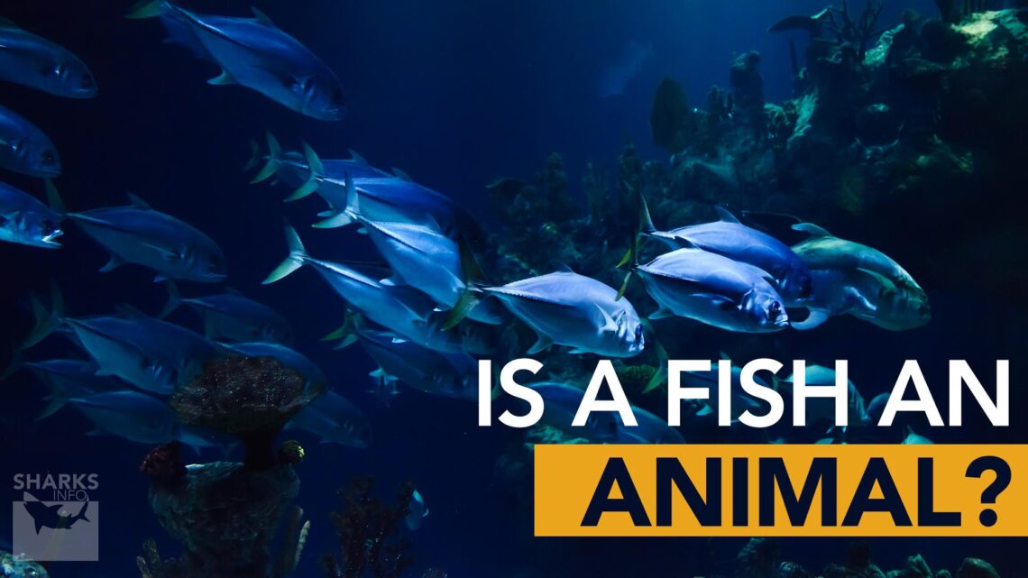Is A Fish An Animal? – sharksinfo.com