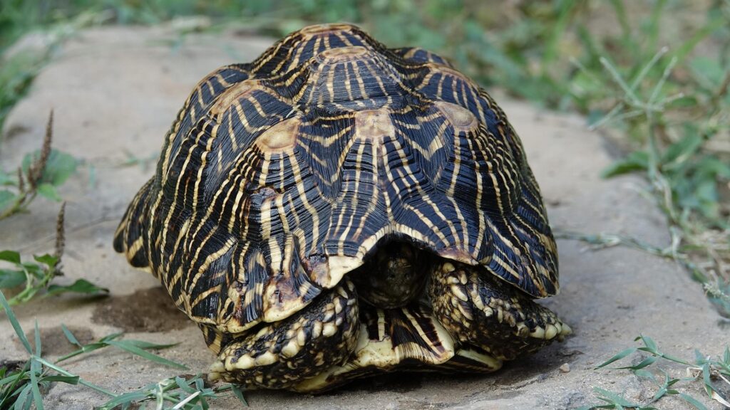 Tortoise Shell Pyramiding: Causes, Symptoms, Treatment – sharksinfo.com