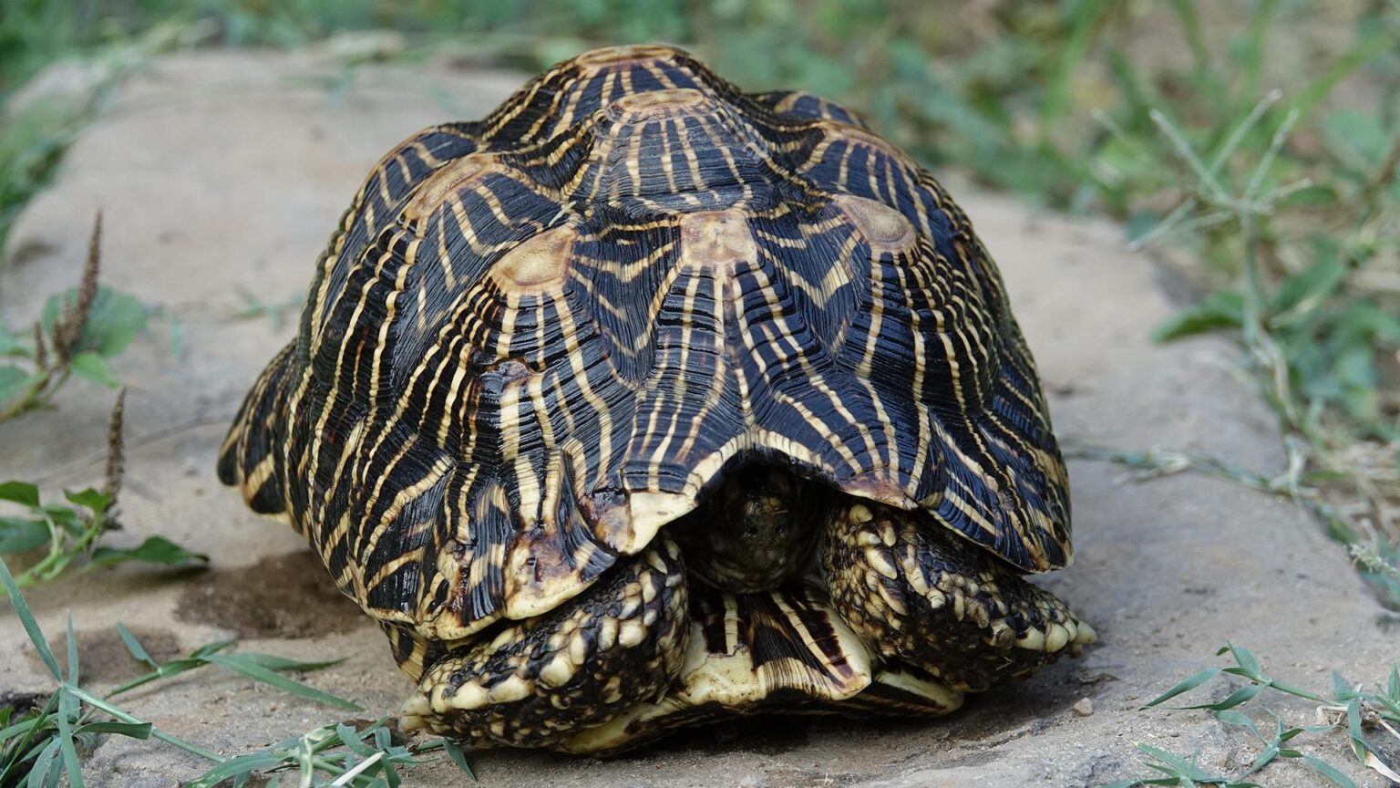 Tortoise Shell Pyramiding: Causes, Symptoms, Treatment – sharksinfo.com