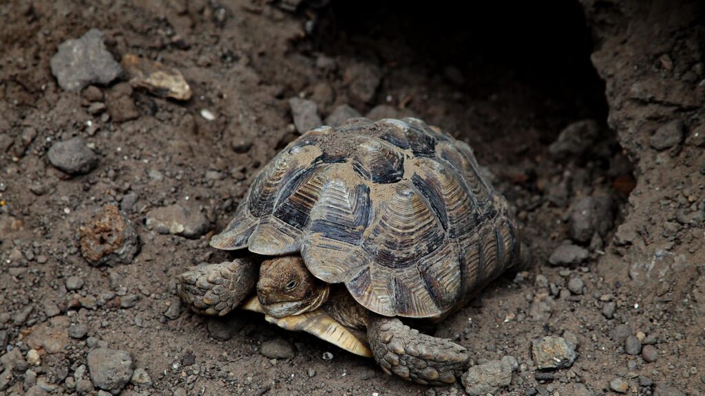 Tortoise Shell Pyramiding: Causes, Symptoms, Treatment – sharksinfo.com