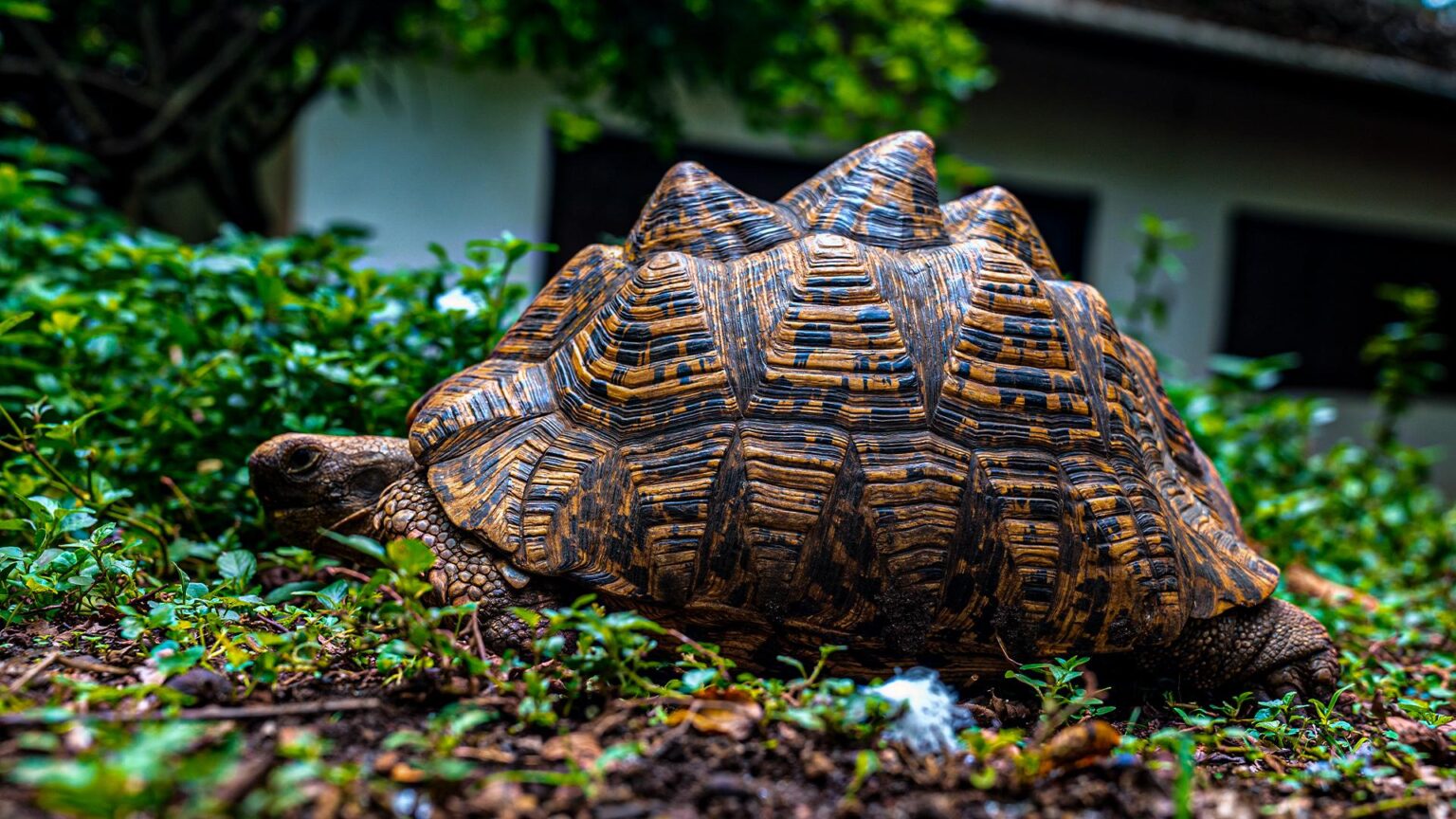 Tortoise Shell Pyramiding: Causes, Symptoms, Treatment – sharksinfo.com