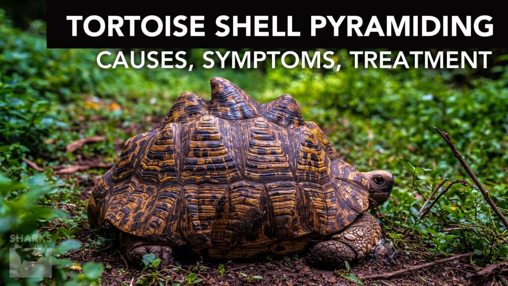 Tortoise Shell Pyramiding: Causes, Symptoms, Treatment – sharksinfo.com
