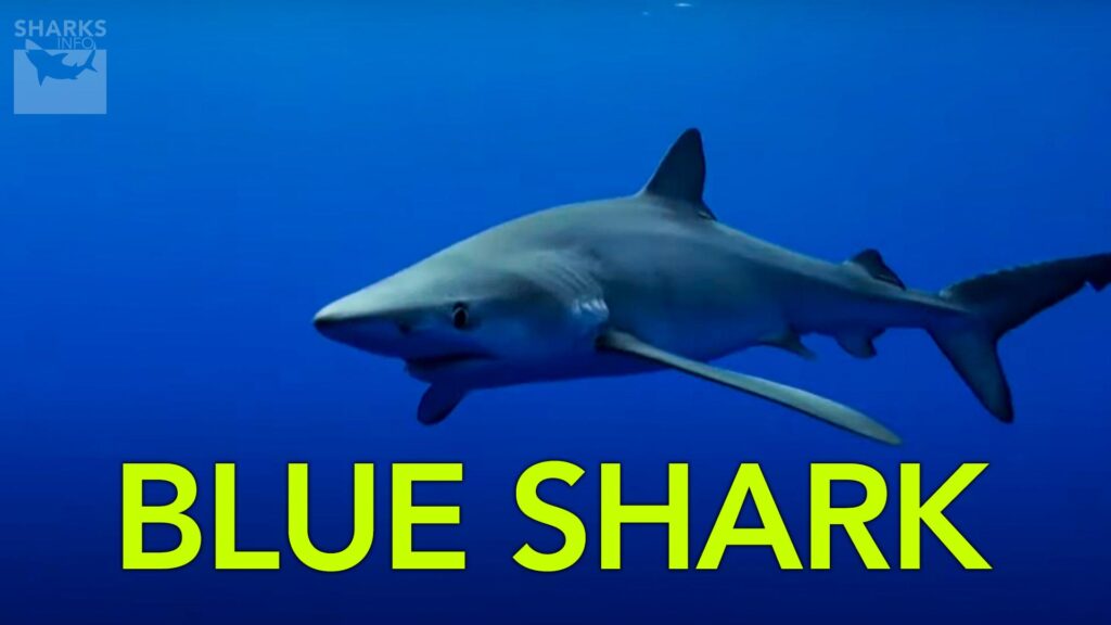Blue Shark Facts – Habitat & Social Behavior – sharksinfo.com