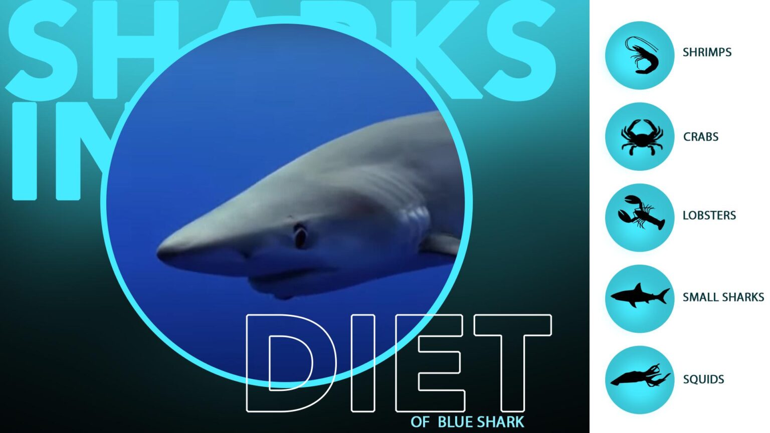 Blue Shark Facts – Habitat & Social Behavior – sharksinfo.com