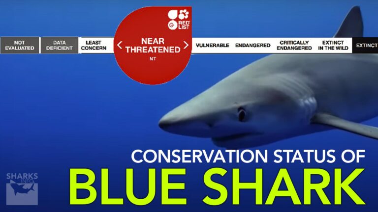 Blue Shark Facts – Habitat & Social Behavior – sharksinfo.com