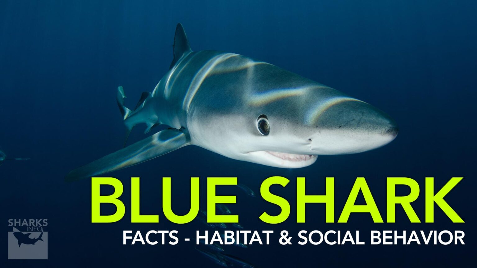 Blue Shark Facts – Habitat & Social Behavior – sharksinfo.com