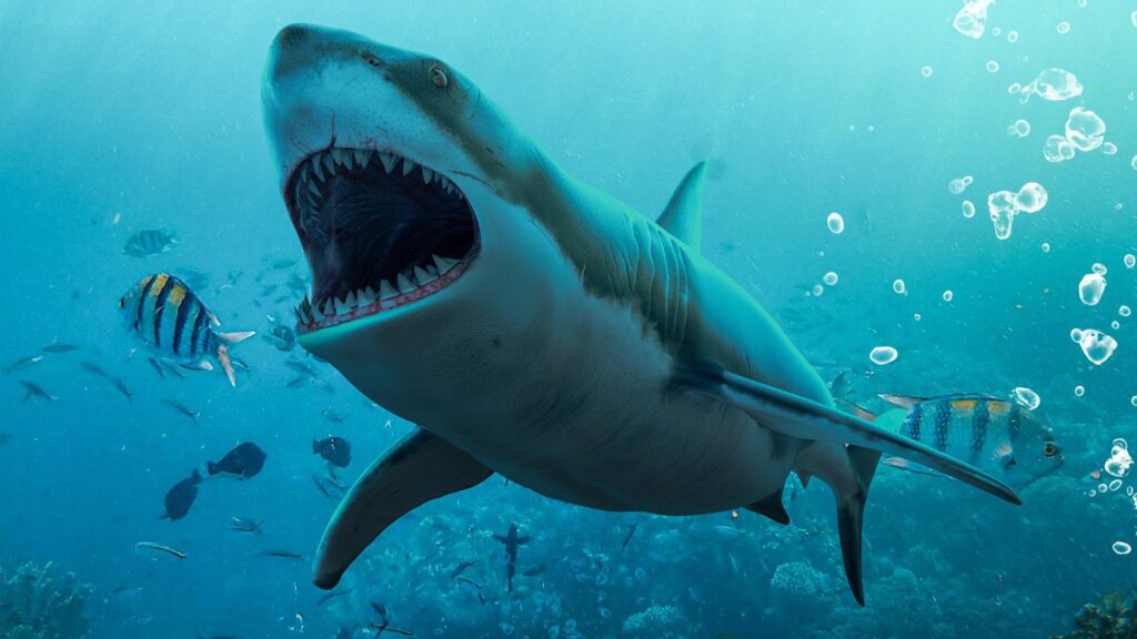 How Often Does A Shark Eat? – sharksinfo.com