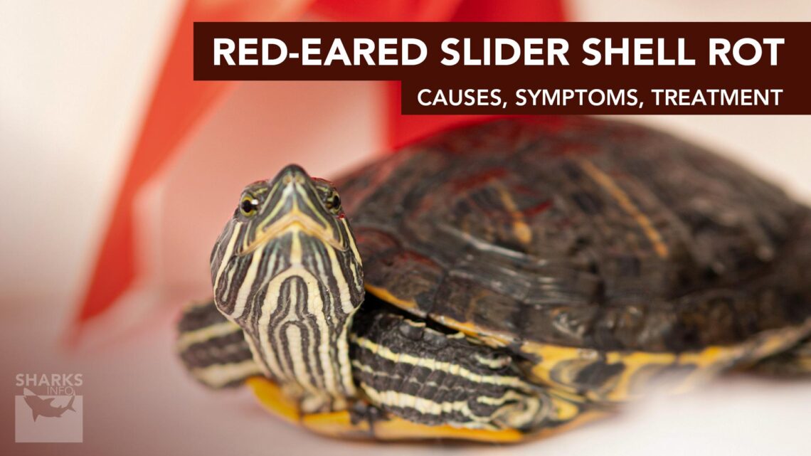 Red-Eared Slider Shell Rot: Causes, Symptoms, Treatment – sharksinfo.com